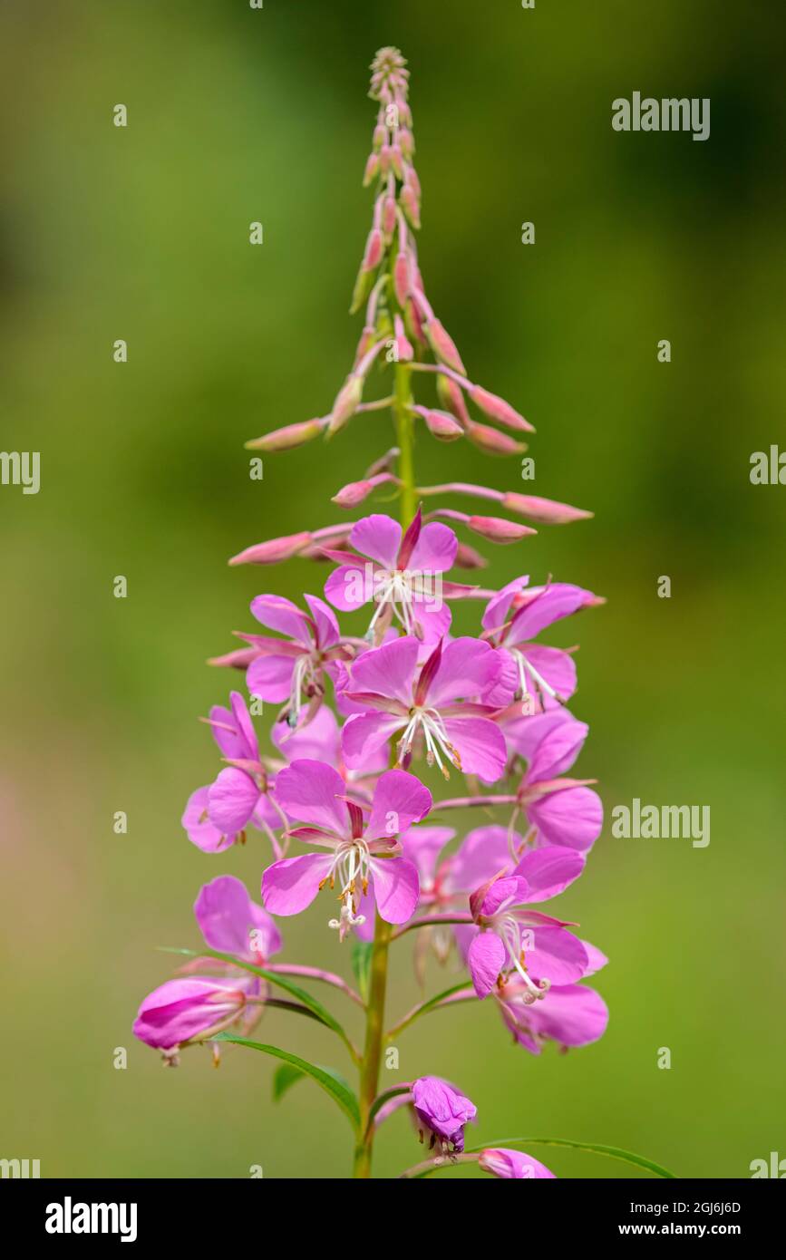 Canada, Alberta, Banff National Park. Pink fireweed flowers close-up ...