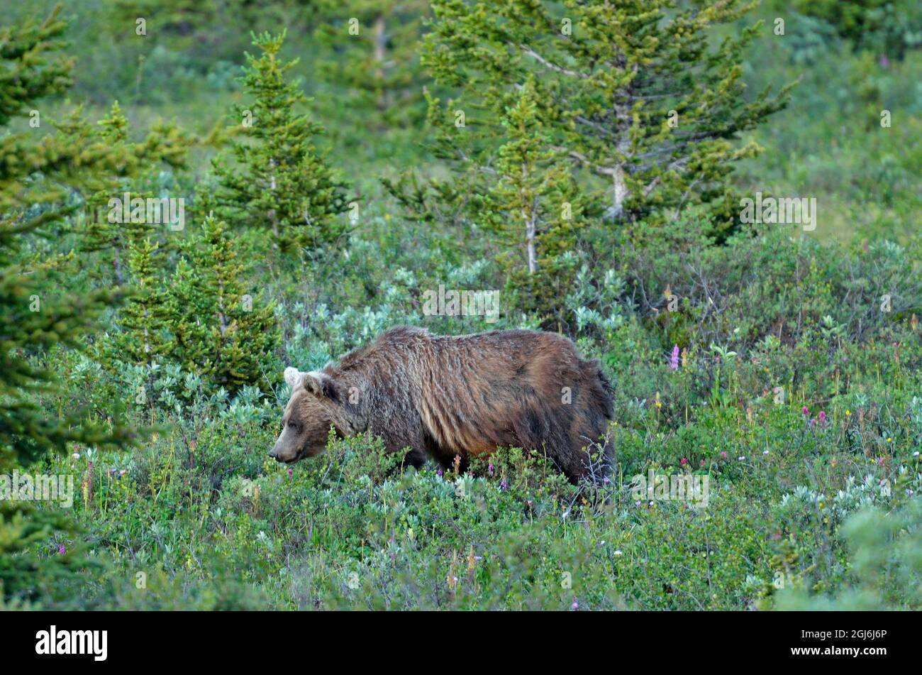 Canada, Alberta, Banff National Park. Grizzly bear in field Stock Photo ...