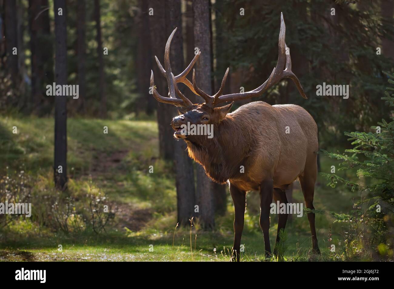 Male elk calling hi-res stock photography and images - Alamy