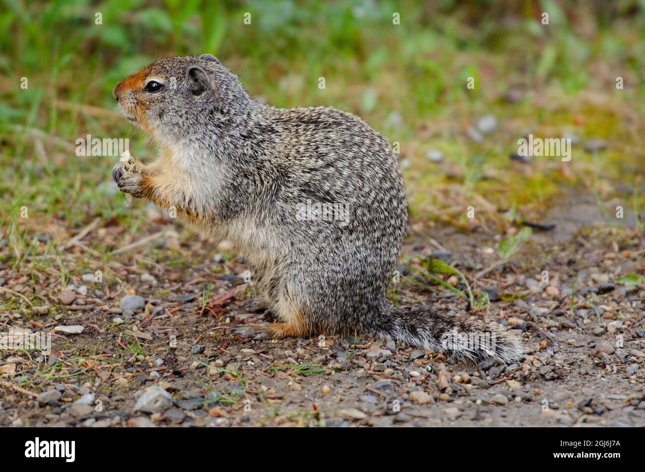 Canada, Alberta, Banff National Park. Columbian ground squirrel close ...