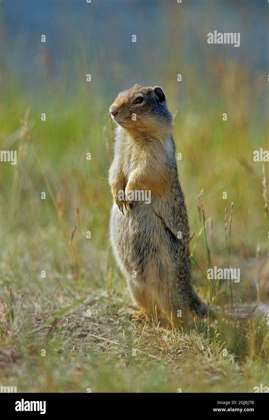 Canada, Alberta, Banff National Park. Columbian ground squirrel close ...