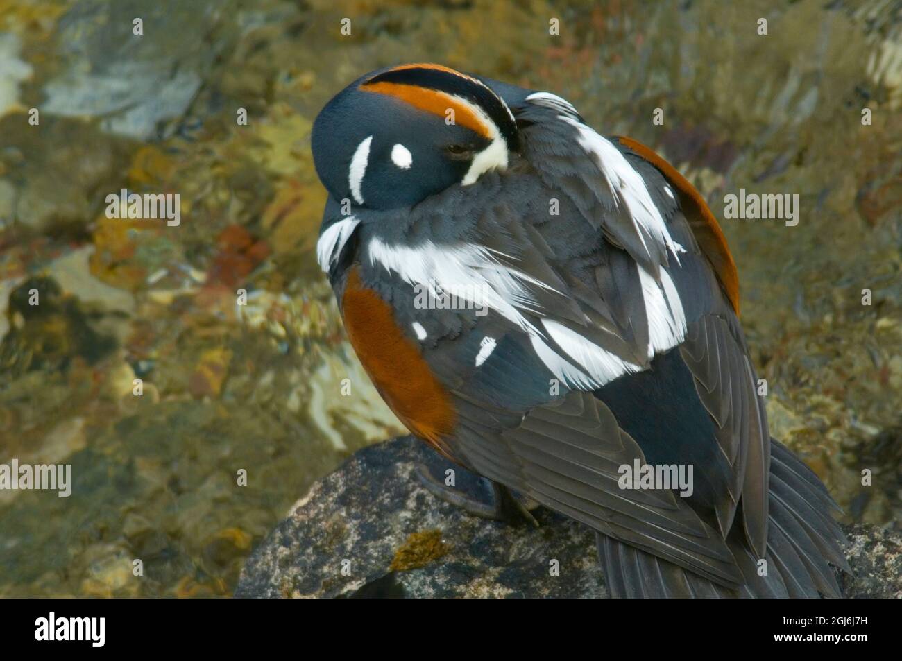 Canada, Alberta, Jasper National Park. Harlequin duck on rock in Maligne River Stock Photo - Alamy