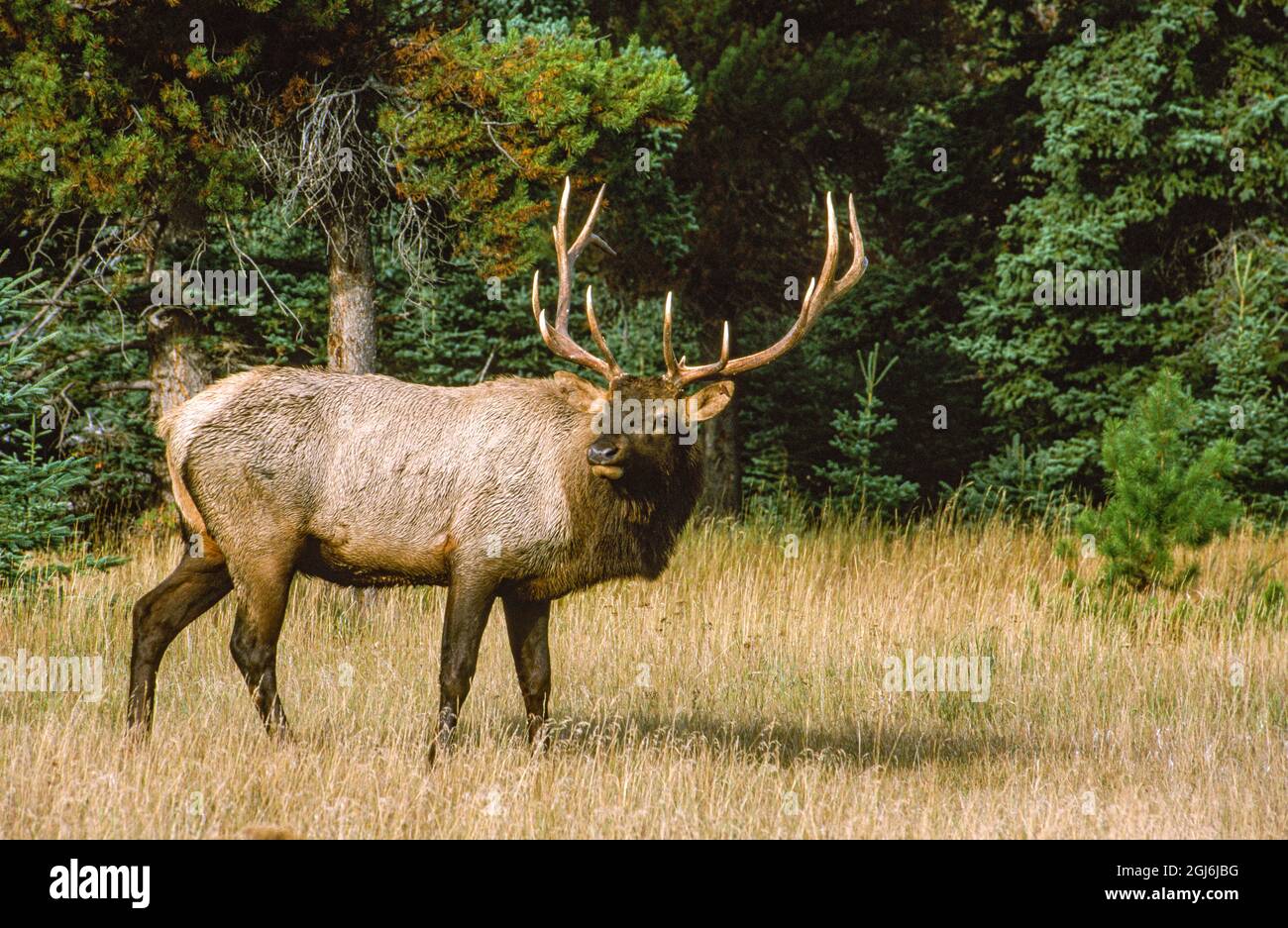 Bull elk with huge rack, Banff National Park, Canada Stock Photo - Alamy