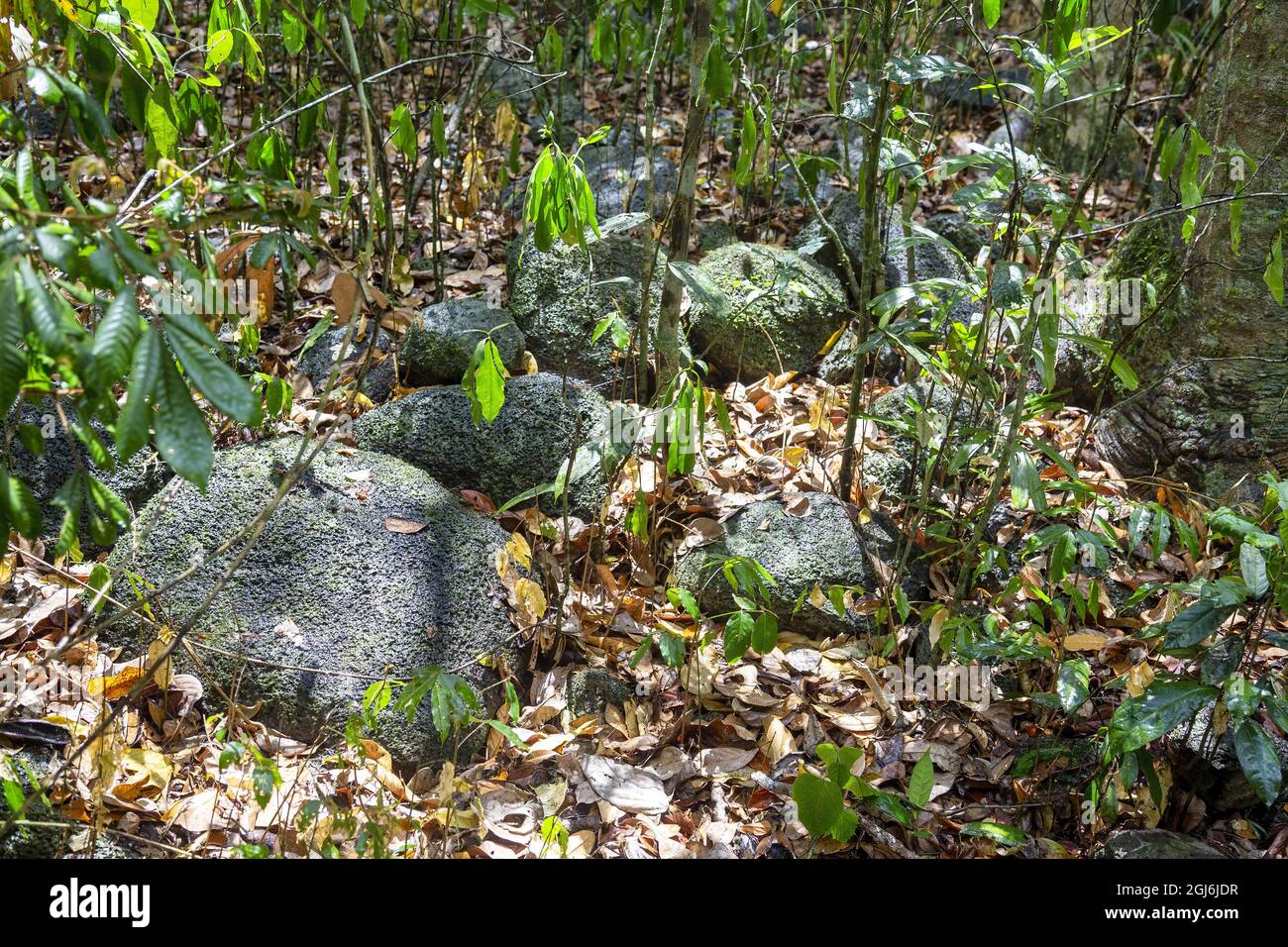 Rough rocks on the rainforest floor Stock Photo - Alamy