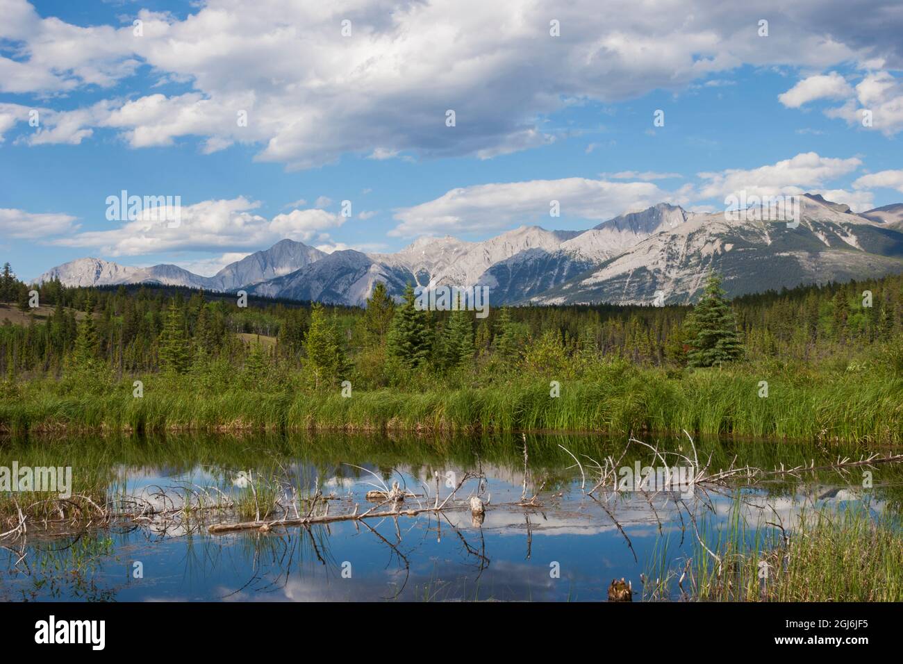 Canadian Rockies, Boreal Forest Pond Stock Photo - Alamy