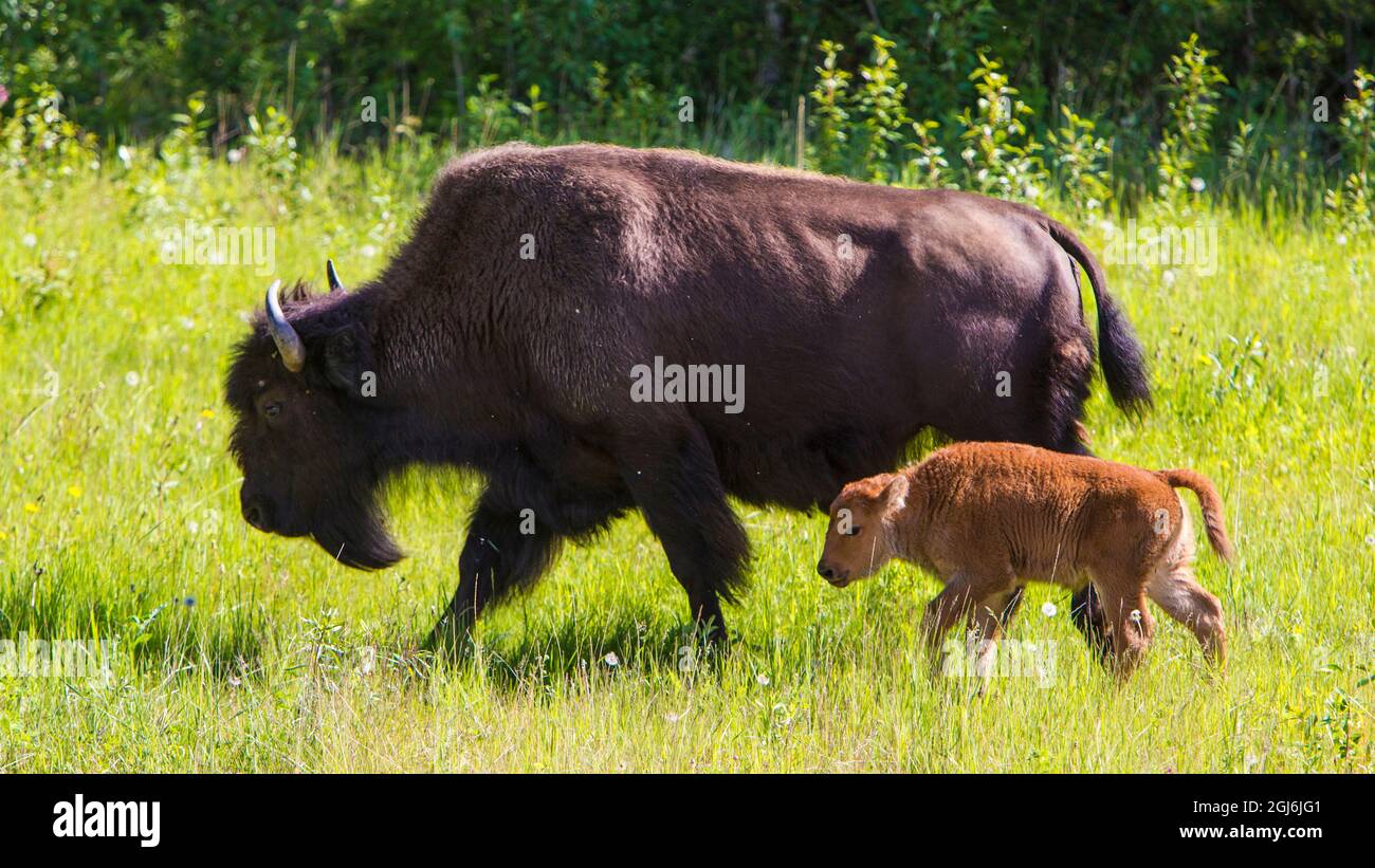Female bison hi-res stock photography and images - Alamy