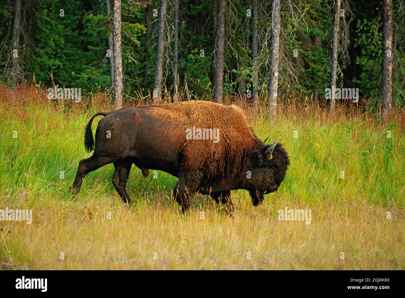 Canada, British Columbia, Coal River. Wood bison close-up Stock Photo ...