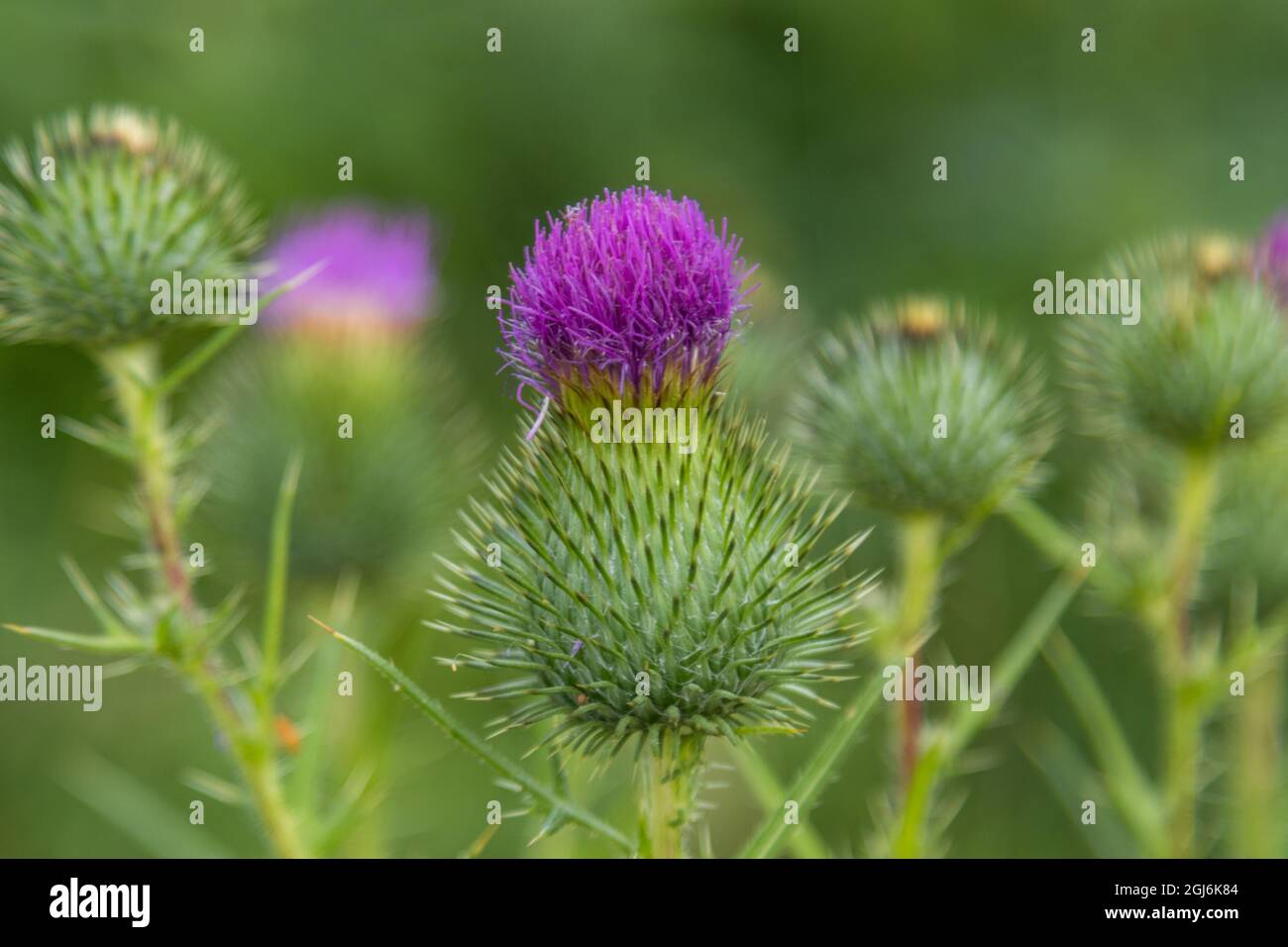 close-up view of a blooming green thistle with a purple flower and ...