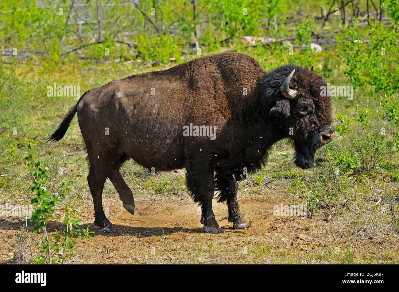 Bison close up hi-res stock photography and images - Alamy