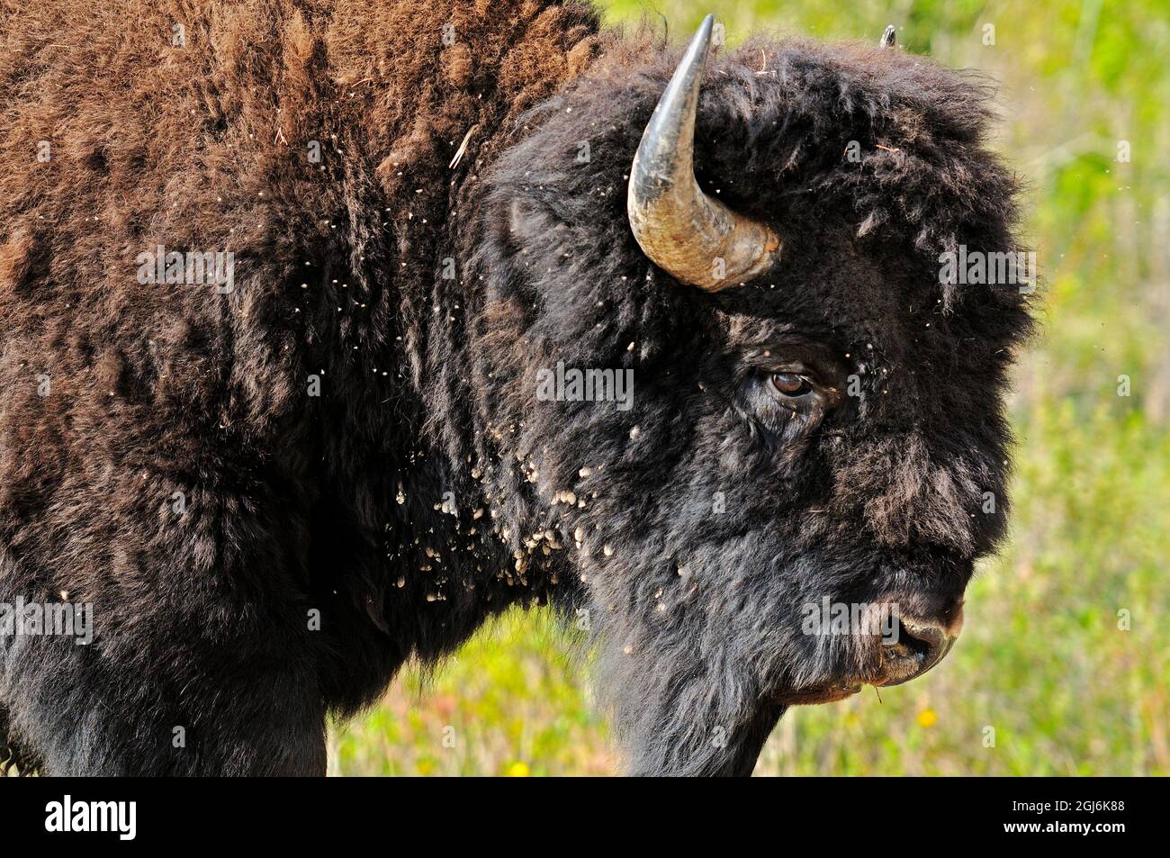Canada, British Columbia, Coal River. Wood bison head profile Stock ...