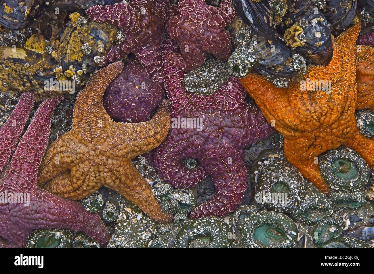 British columbia vancouver starfish hi-res stock photography and images ...