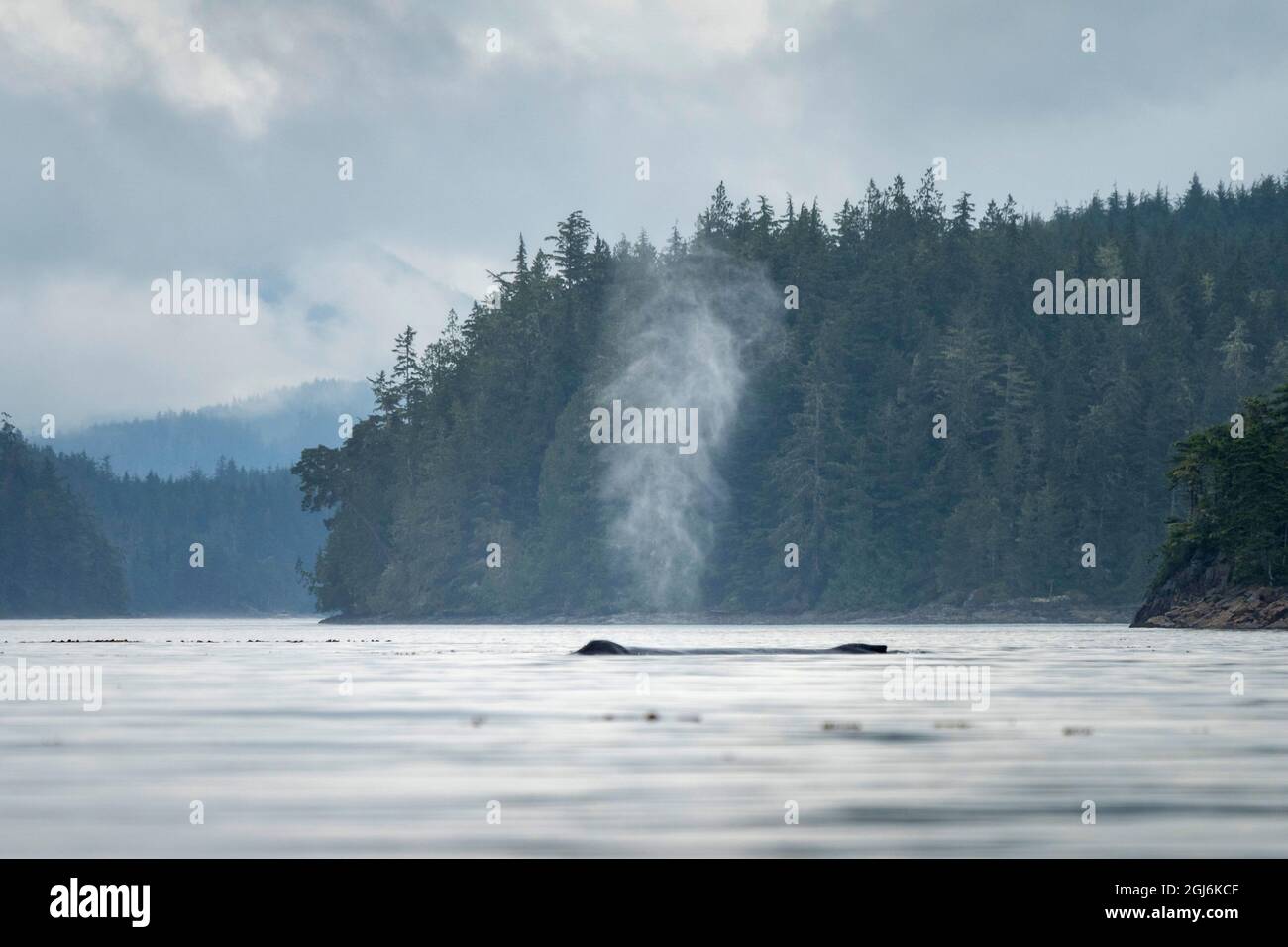 Canada, British Columbia. A Humpback Whale (Megaptera novaeangliae ...