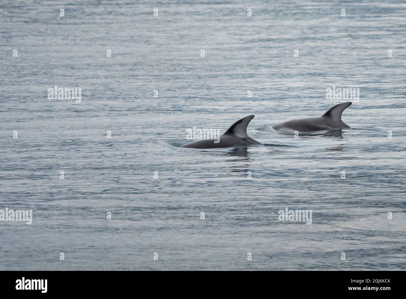 Blackfish hi-res stock photography and images - Alamy