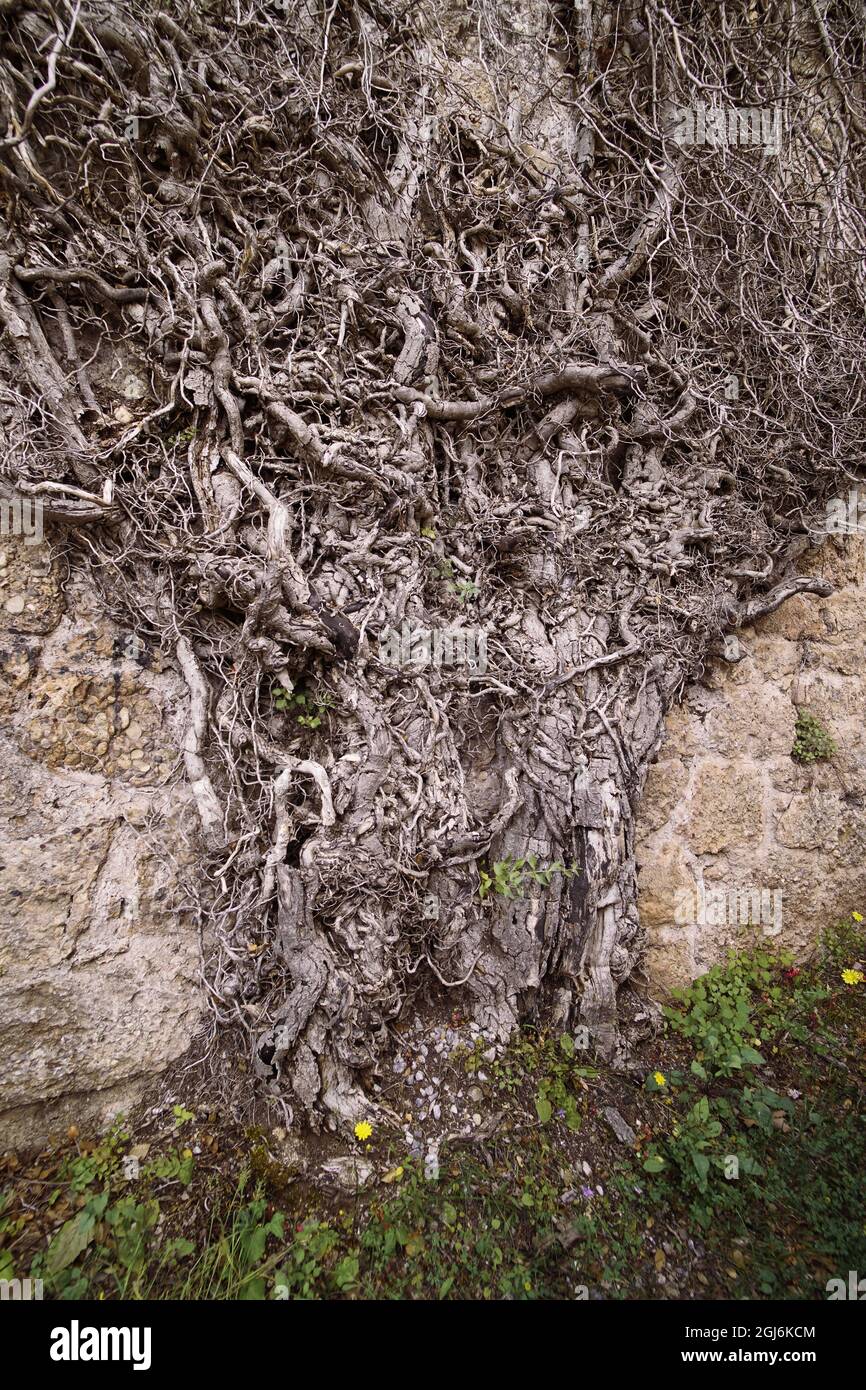 Cave tree roots hi-res stock photography and images - Alamy