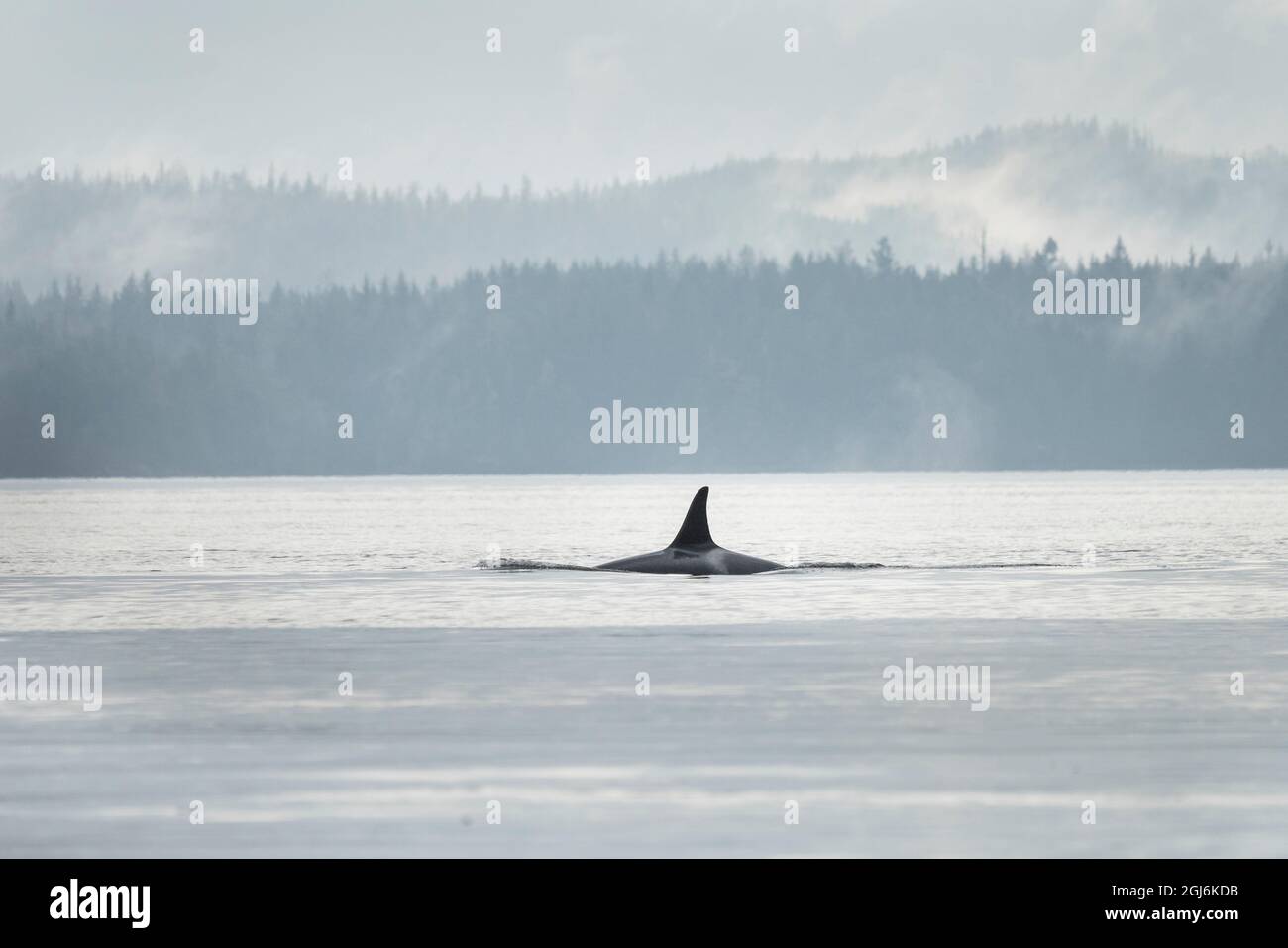 Canada, British Columbia. A Killer Whale or Orca (Orcinus orca ...