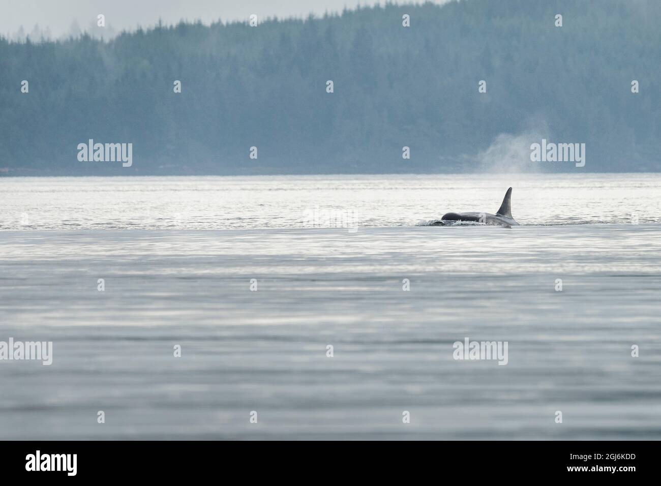Canada, British Columbia. A Killer Whale or Orca (Orcinus orca ...