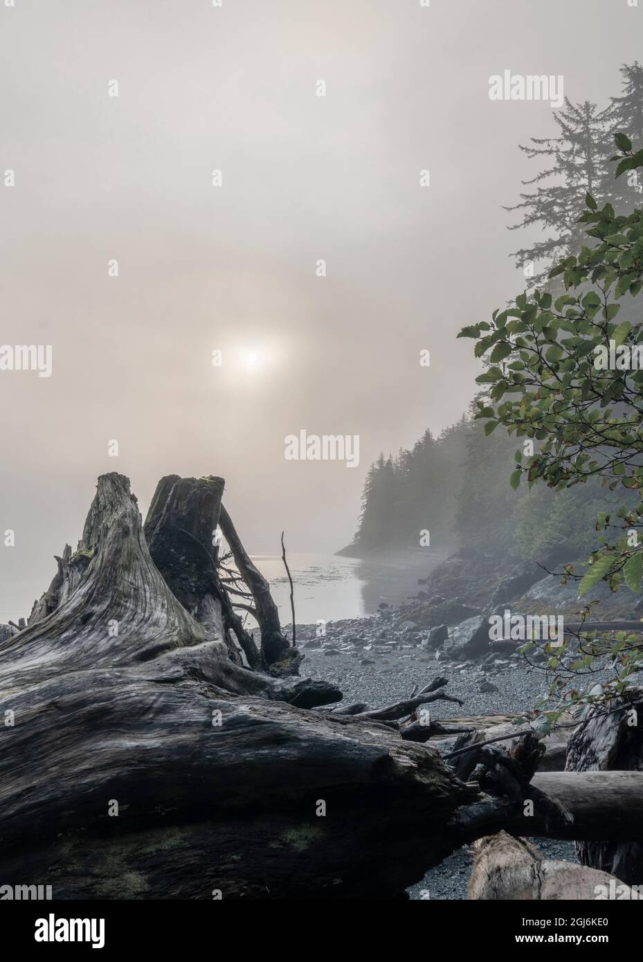 Canada, British Columbia. Morning sun burns through fog on a beach ...