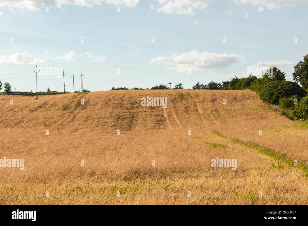 golden field during golden hour with blue skies with clouds and with ...