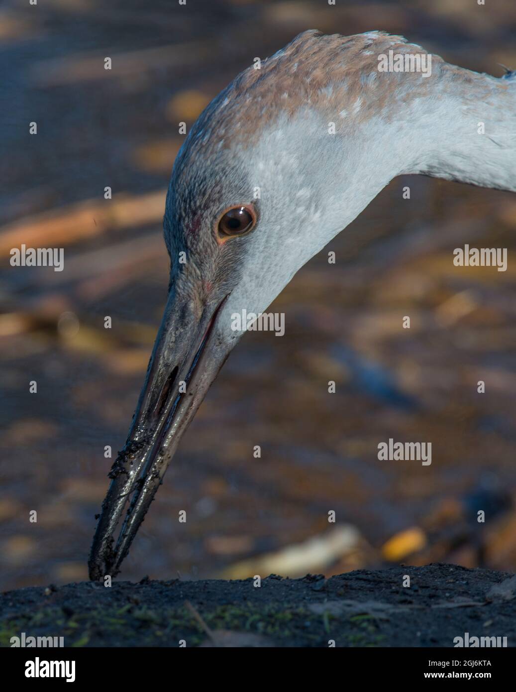 The sandhill crane is a species of large crane of North America and ...
