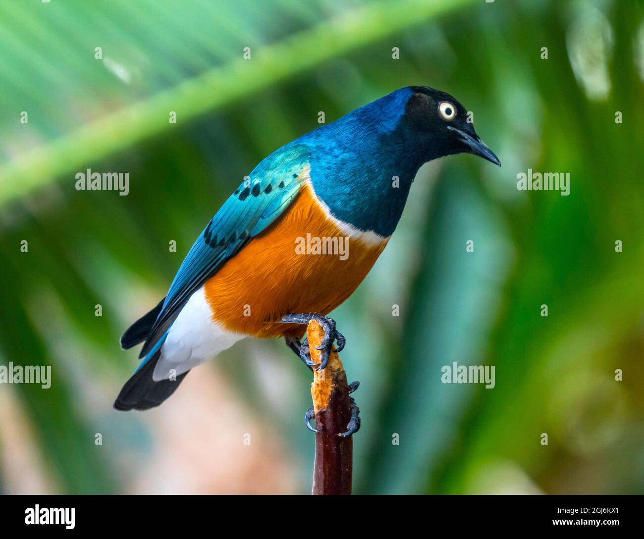 Blue orange Iridescent Plumage African Glossy Starling close-up Stock ...
