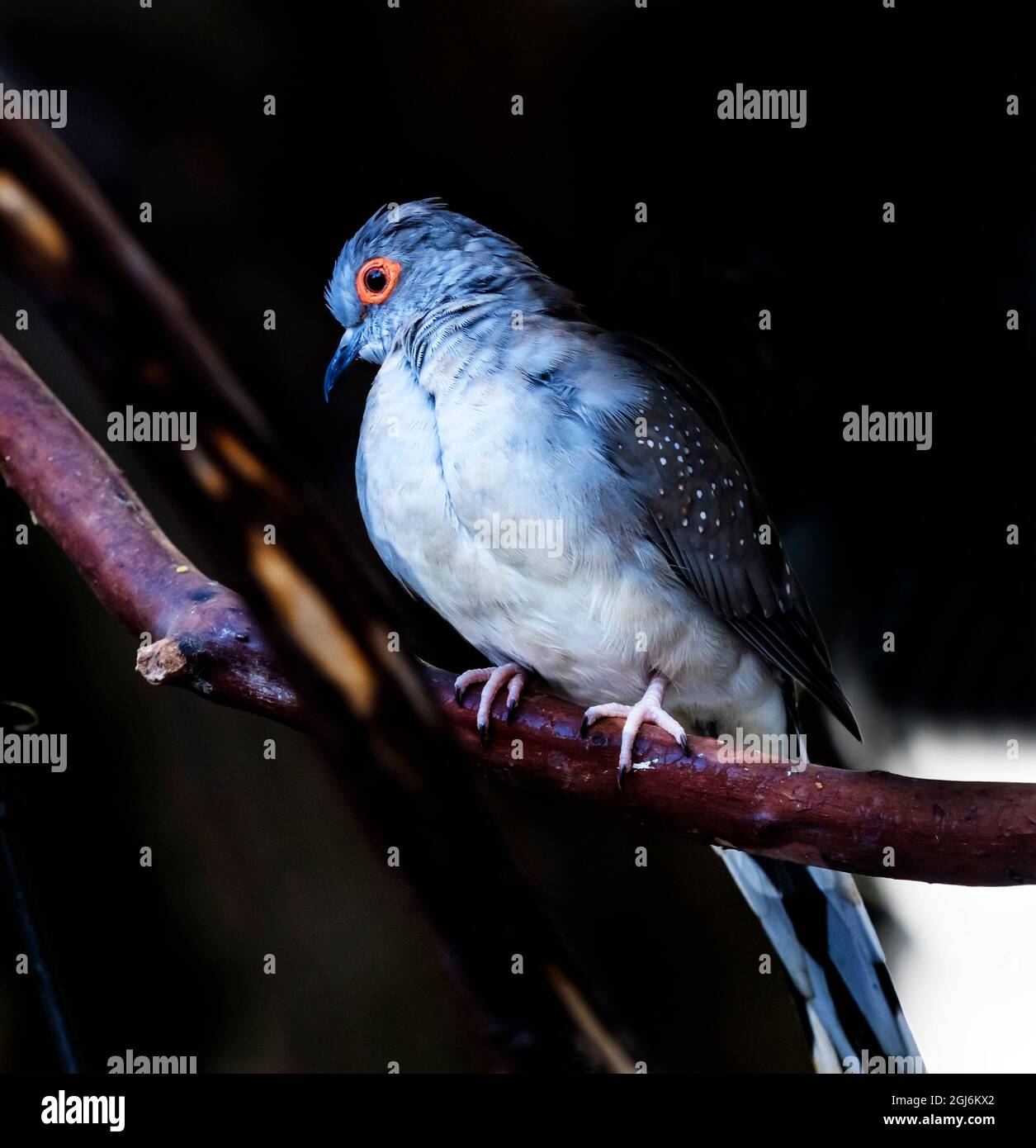 Diamond Dove Pigeon close-up Native to Australia, Threatened Species ...