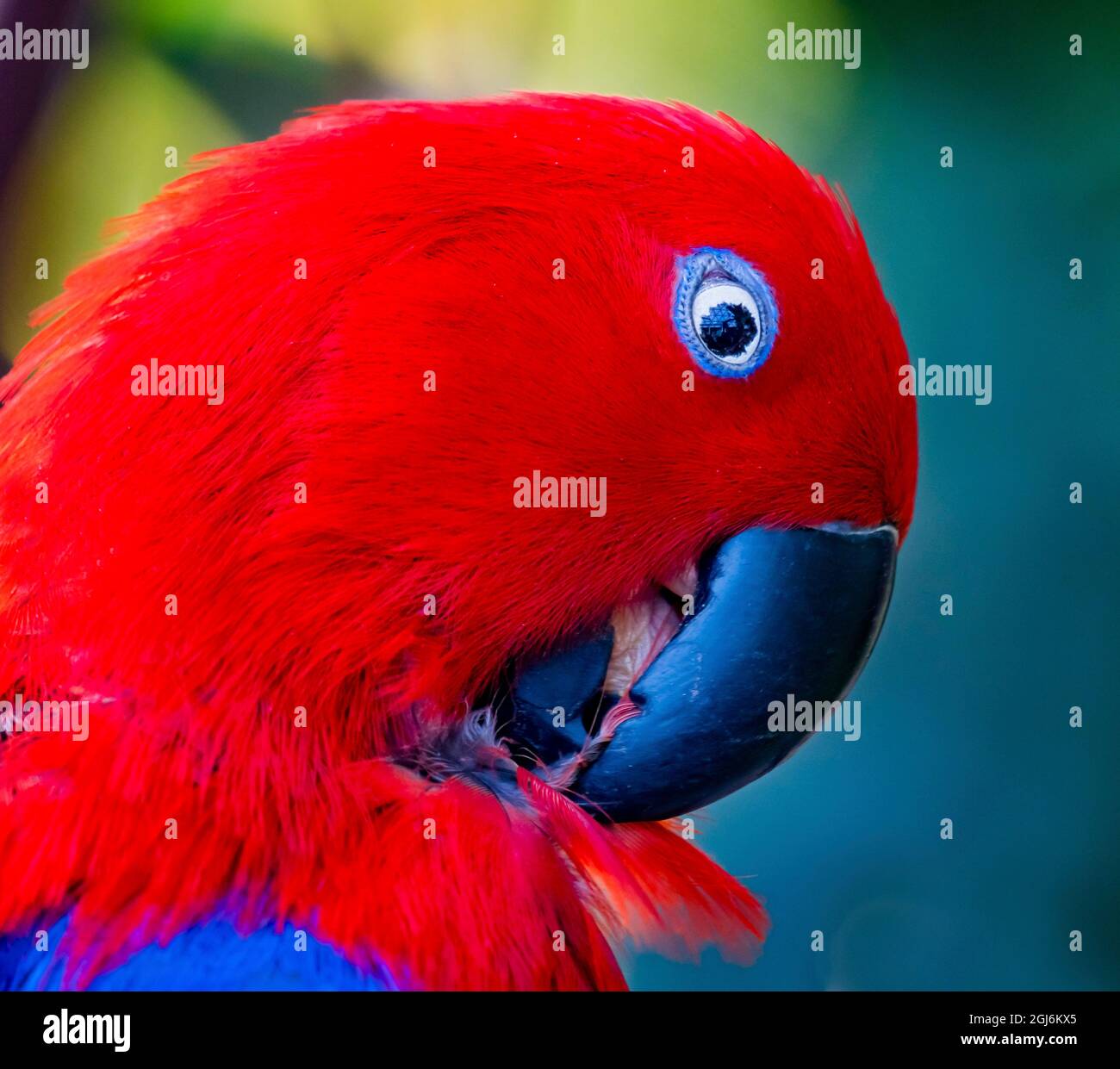 Red blue Female Eclectus Parrot close-up Native to Solomon Islands, New ...