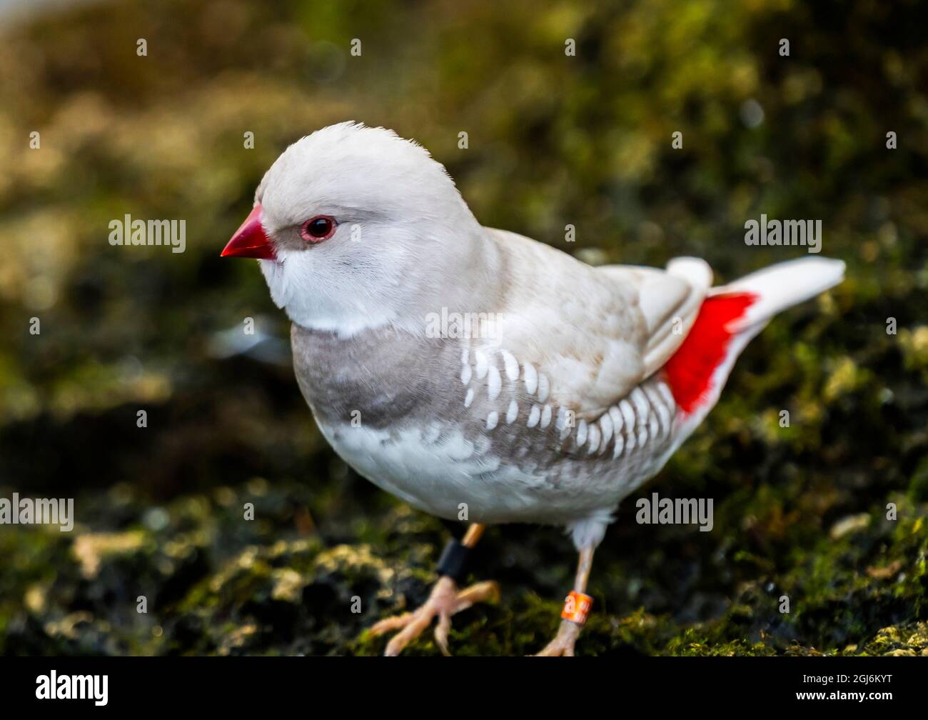 Diamond firetail finch hi-res stock photography and images - Alamy