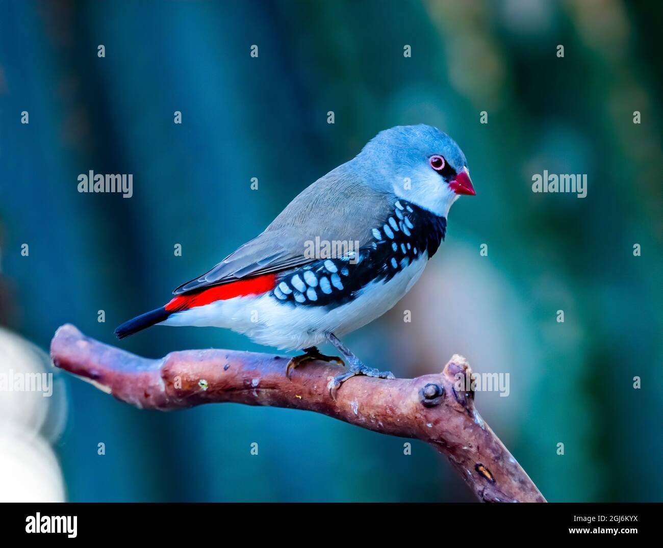 Red Grey Diamond Firetail Finch Plumage Close-Up. Native of Australia ...