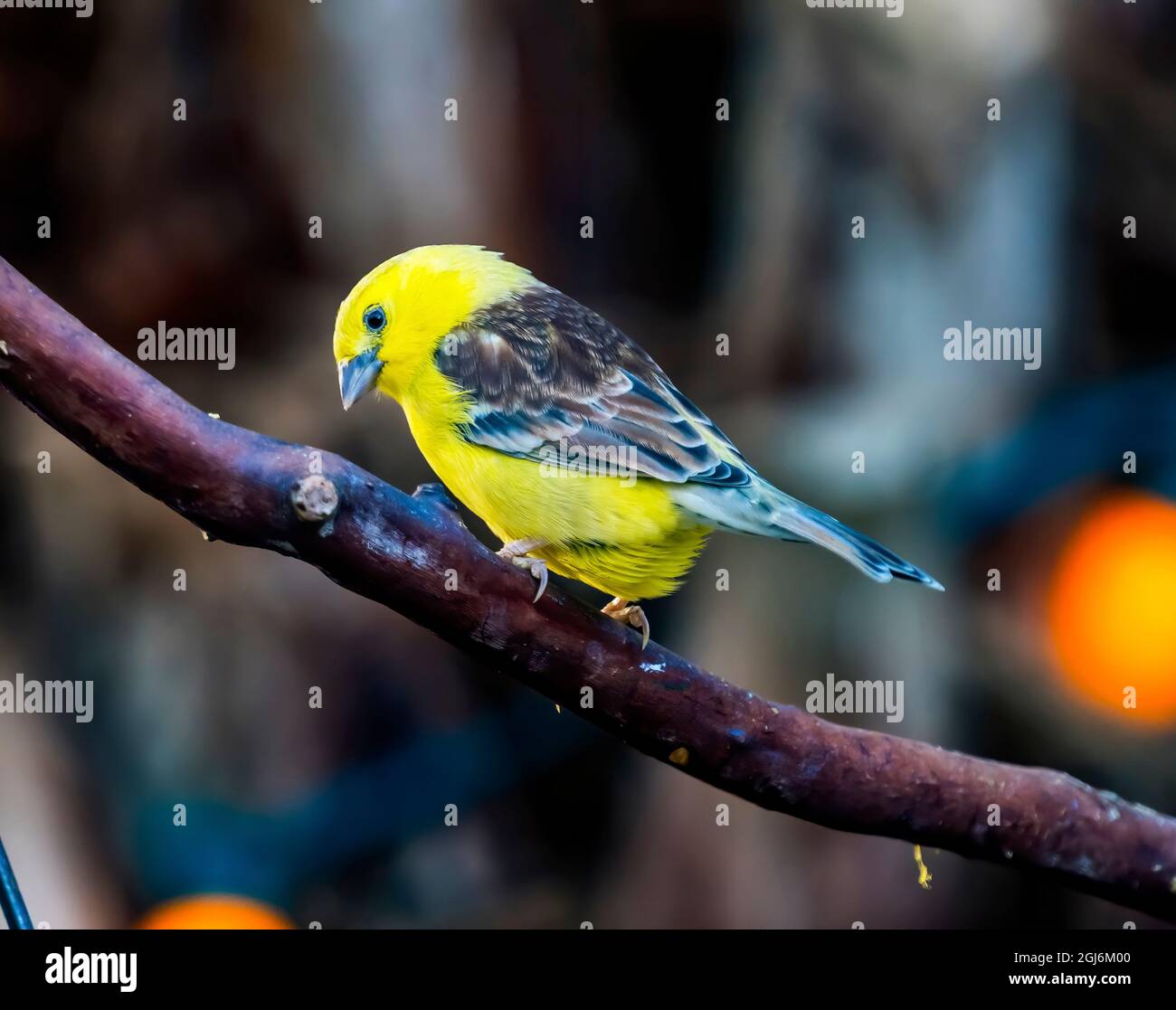 Sudan golden sparrow hi-res stock photography and images - Alamy