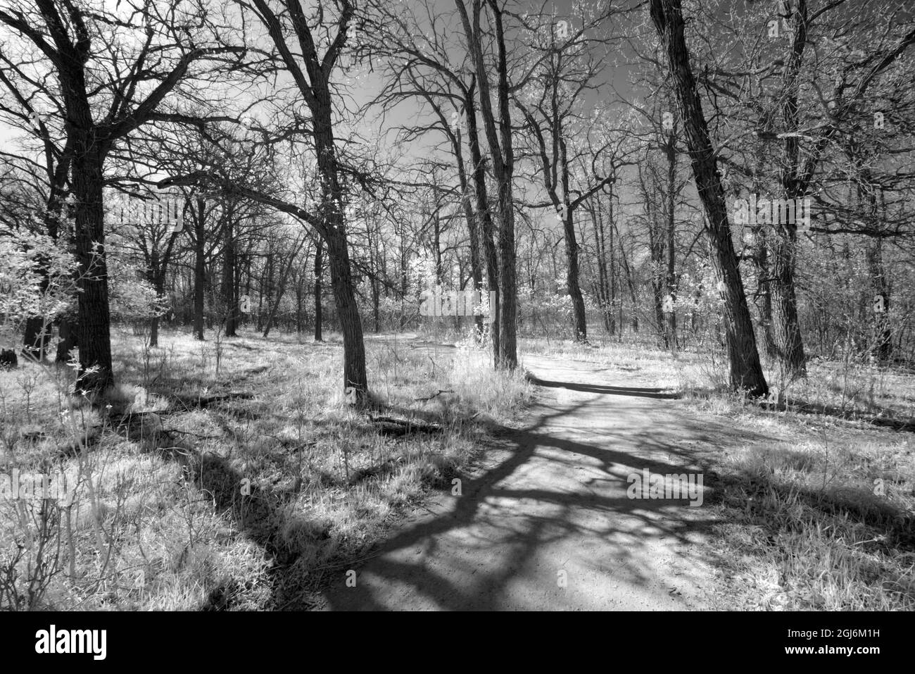 Seine river forest hi-res stock photography and images - Alamy
