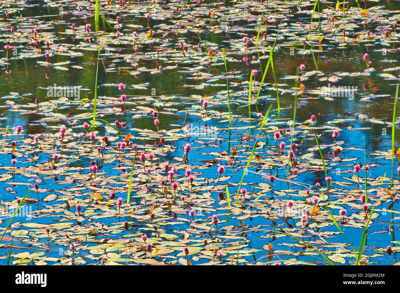 Canada, Manitoba, Duck Mountain Provincial Park, Pink flowers of water ...