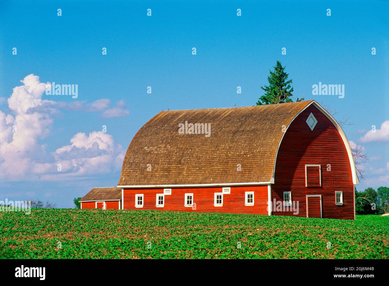 Canada, Manitoba, Pilot Mound. Red barn in farm field. Credit as: Mike ...