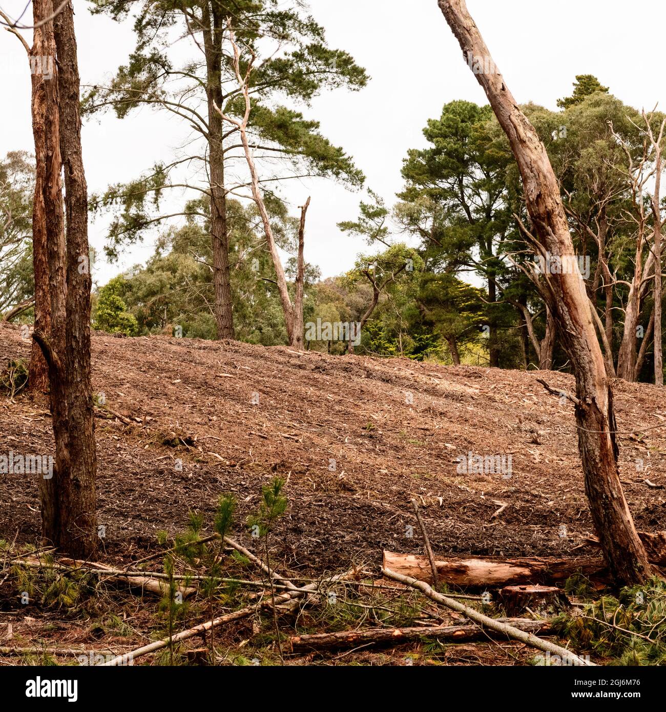Where have all the trees gone ? Land cleared for housing Stock Photo ...