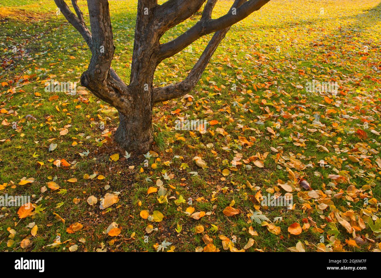 Canada, Manitoba, Winnipeg. Autumn leaves and maple tree on lawn ...