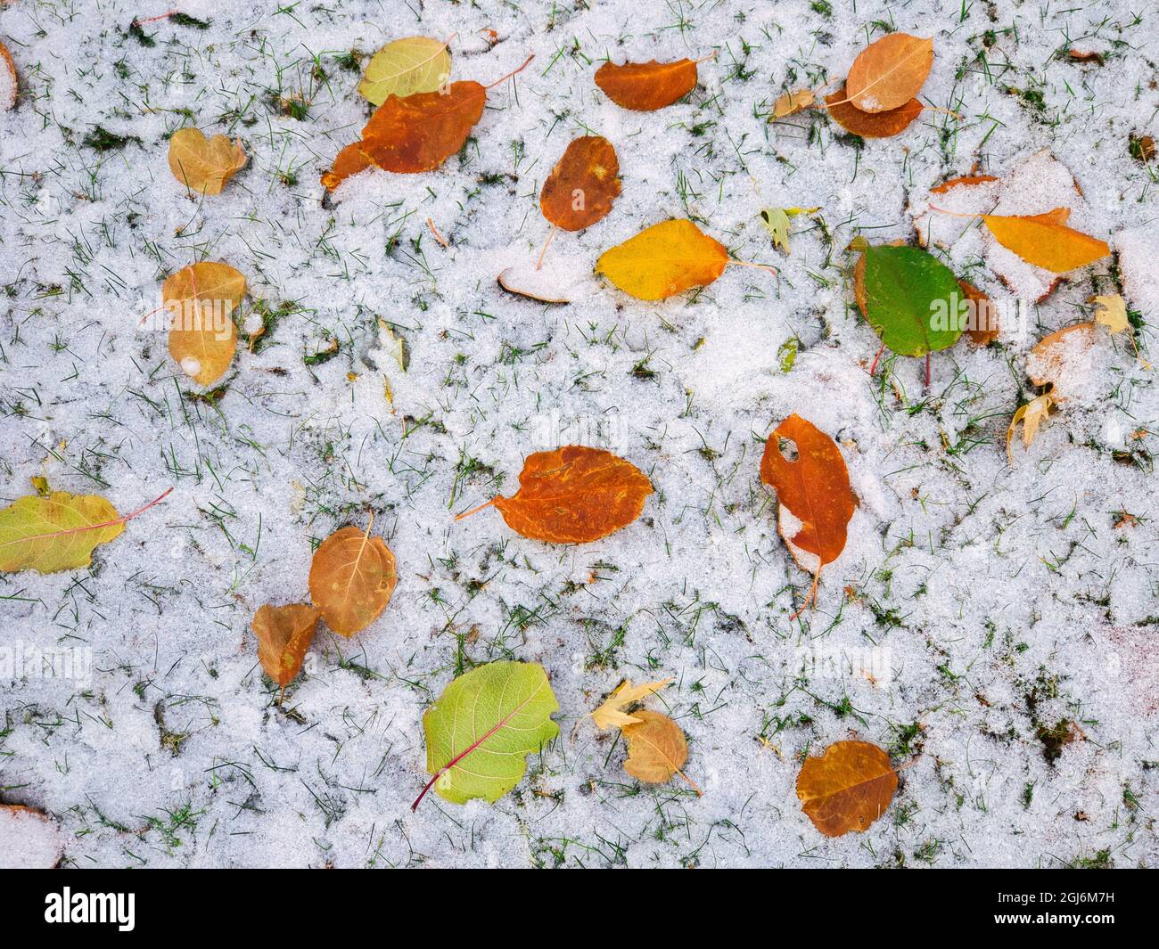 Canada, Manitoba, Winnipeg. Autumn leaves on snow. Credit as: Mike ...