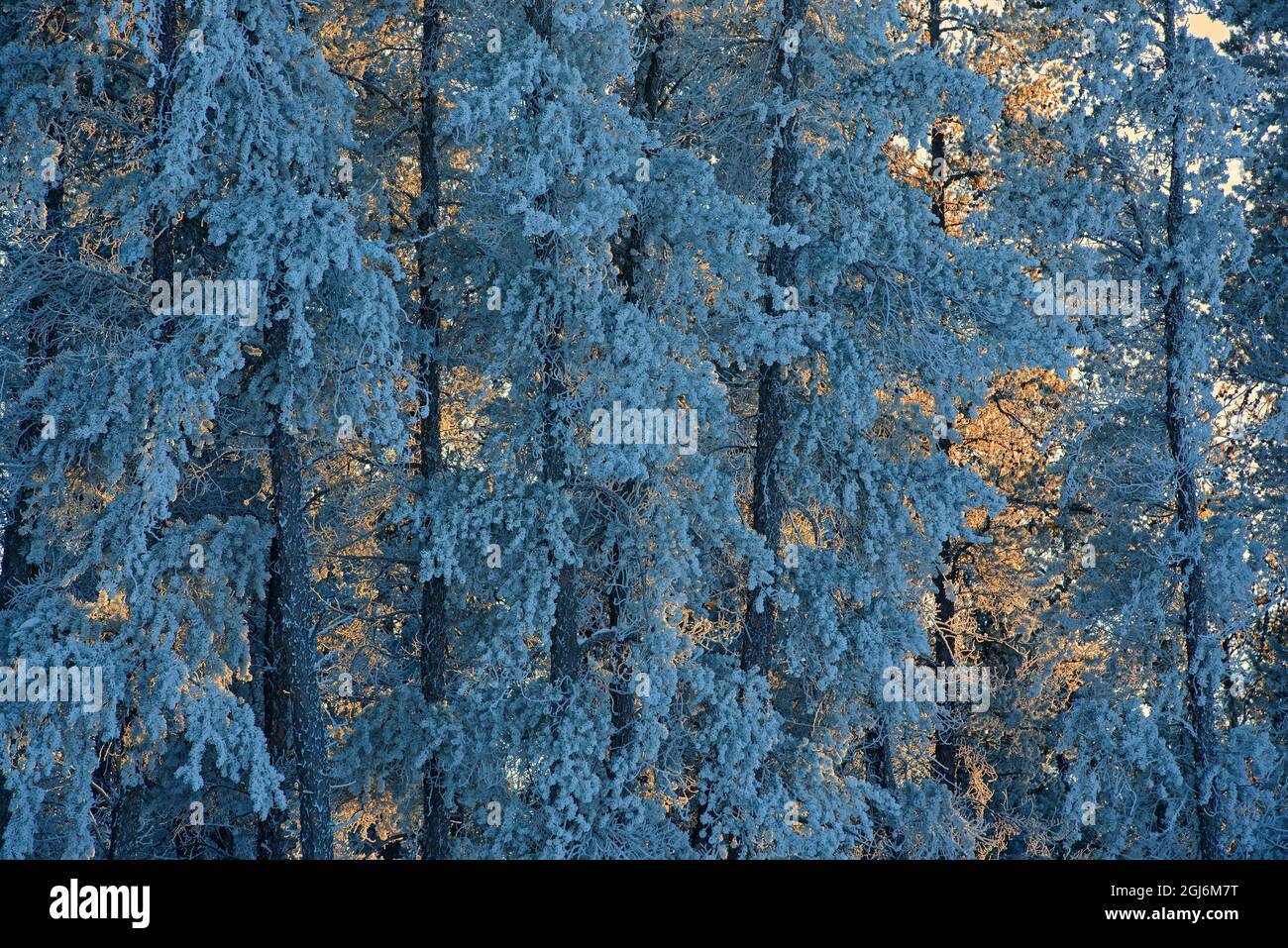 Jack Pine Trees Hi Res Stock Photography And Images Alamy