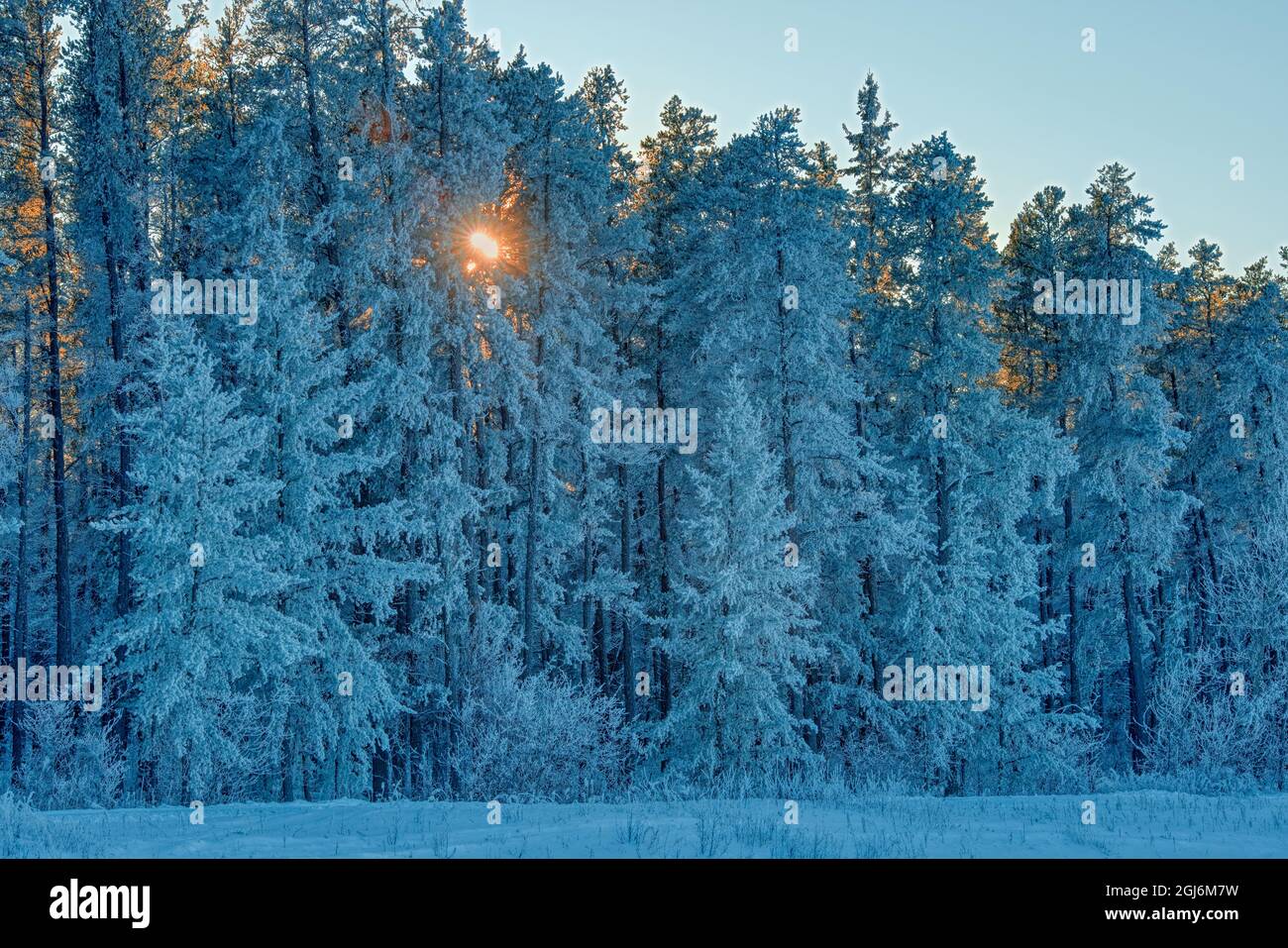 Canada, Manitoba, Belair Provincial Forest. Backlit jack pine trees ...