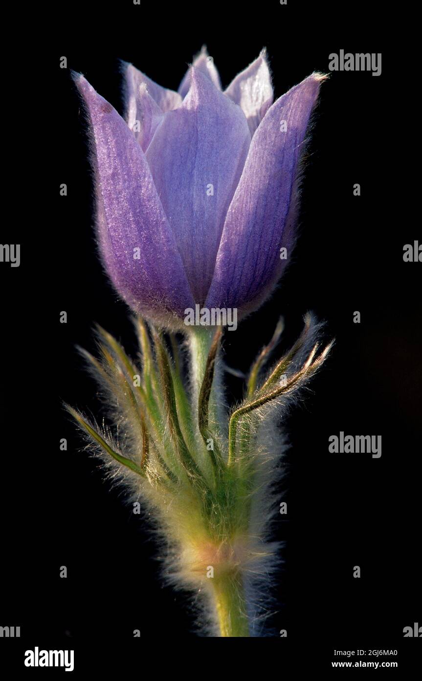 Manitoba Provincial Flower