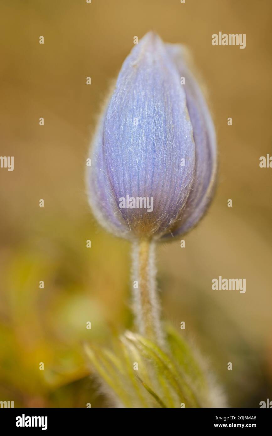 Libau manitoba hi-res stock photography and images - Alamy