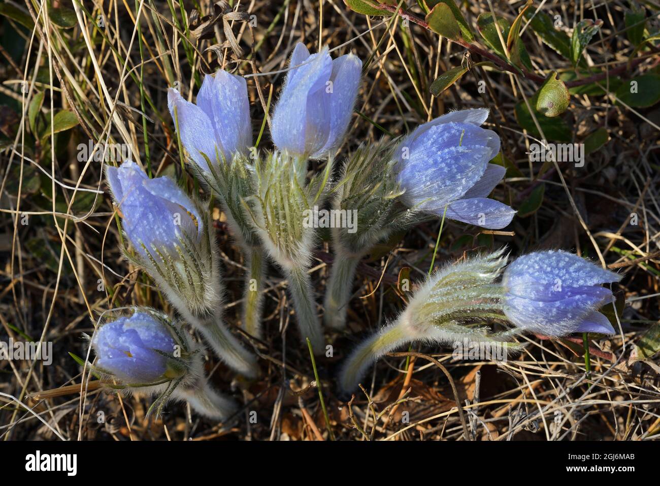 Libau hi-res stock photography and images - Alamy