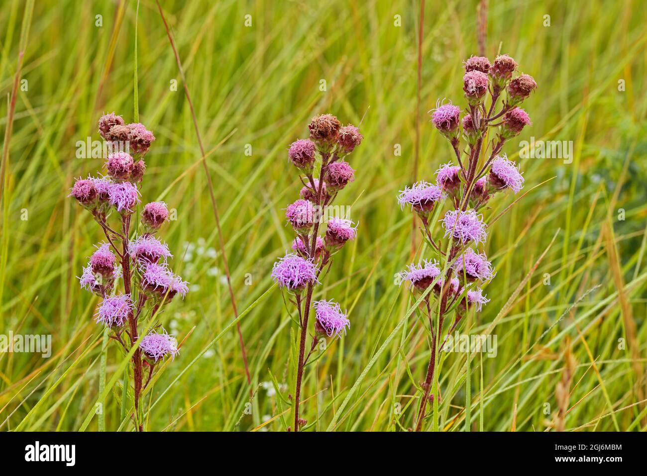Canada, Manitoba, Tall-grass Prairie Preserve. Meadow blazing star ...