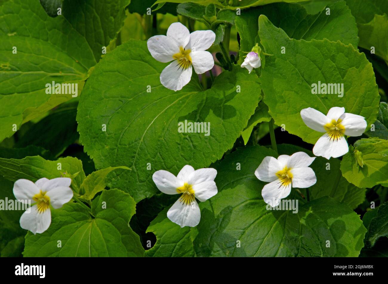 Canada violet viola canadensis hi-res stock photography and images - Alamy