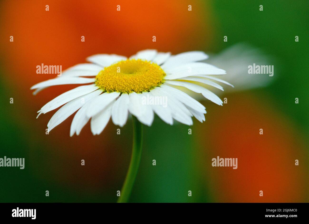 Canada, Manitoba, Winnipeg. Common daisy flower close-up Stock Photo ...