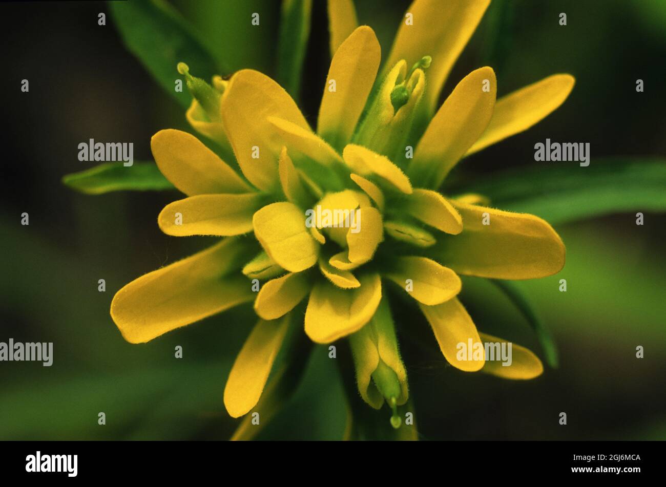 Indian manitoba hi-res stock photography and images - Alamy