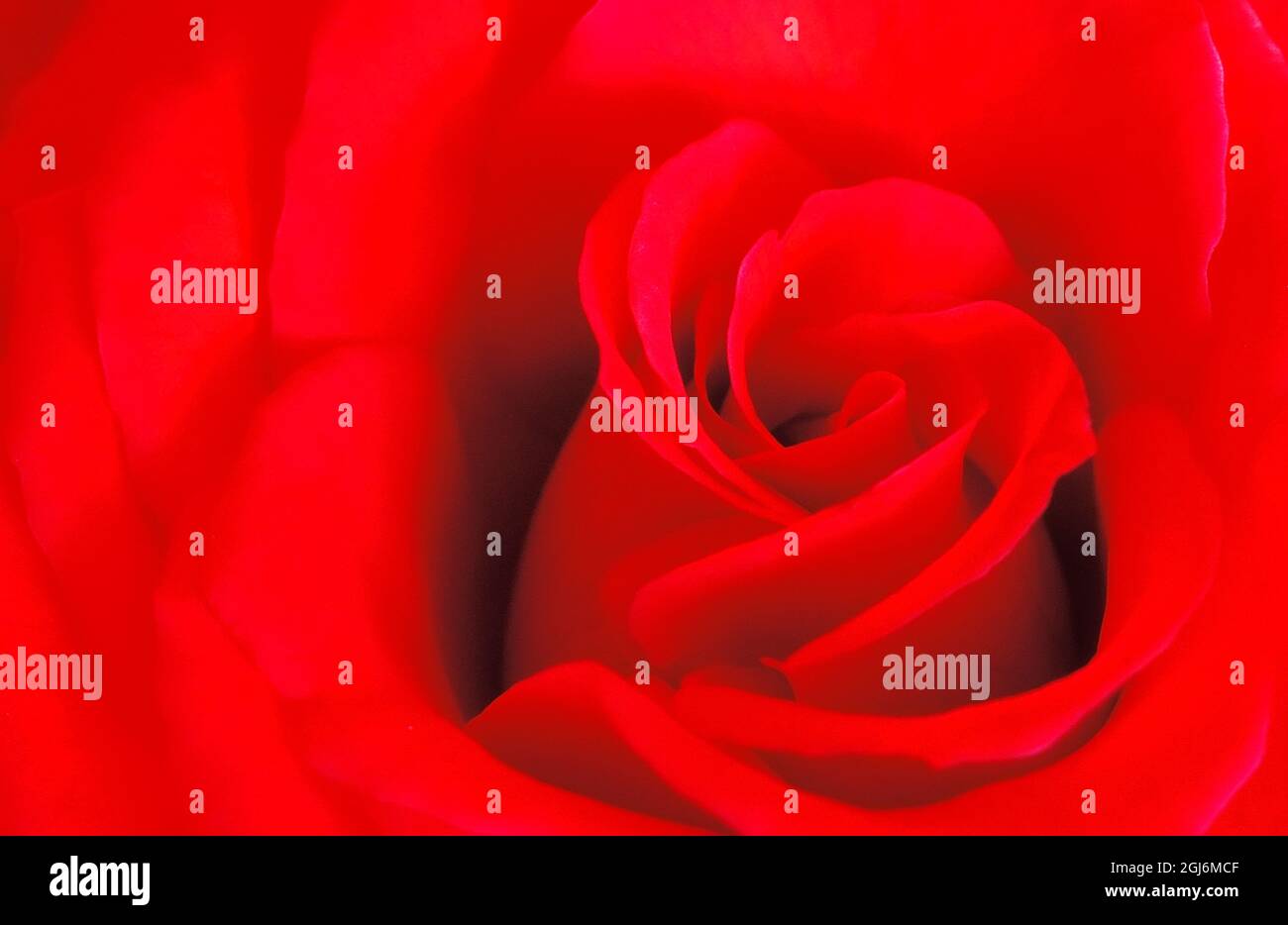 Canada, Manitoba, Winnipeg. Detail of red rose Stock Photo - Alamy