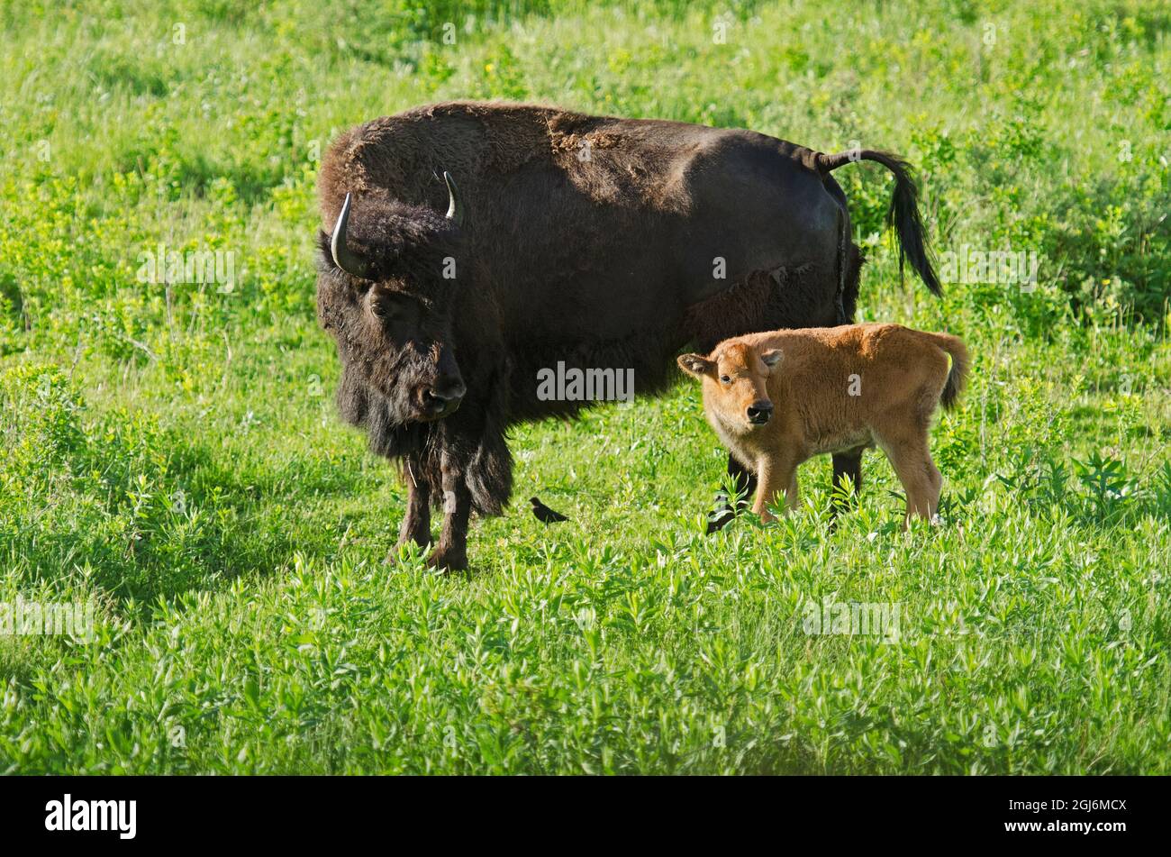 American plains bison hi-res stock photography and images - Alamy