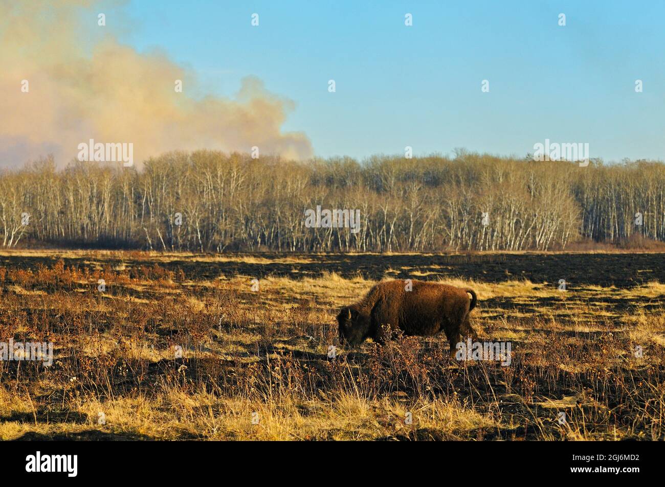 Canada, Manitoba, Riding Mountain National Park. American plains bison ...