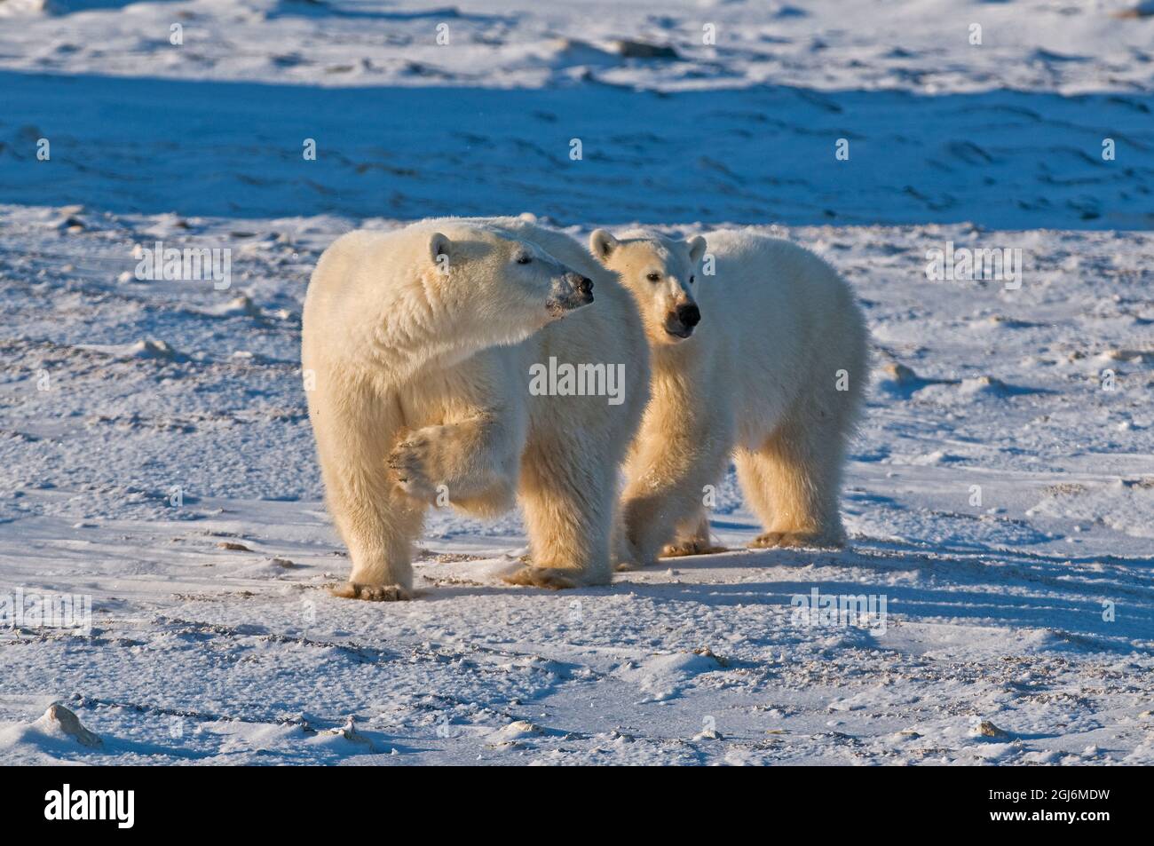 Canada, Manitoba, Churchill. Two polar bears on frozen tundra Stock Photo - Alamy
