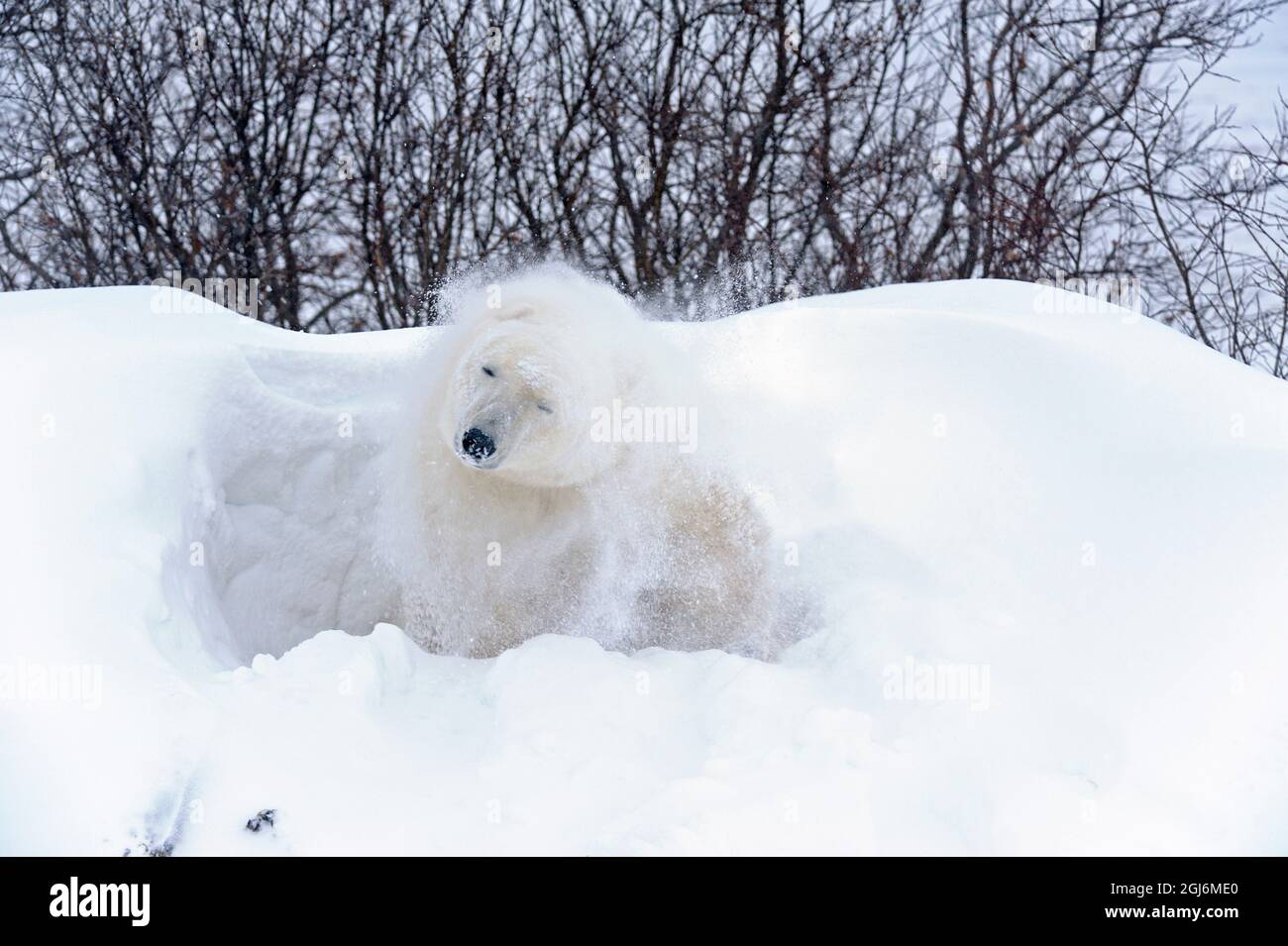 Canada, Manitoba, Churchill. Polar bear in snowbank shaking off snow ...