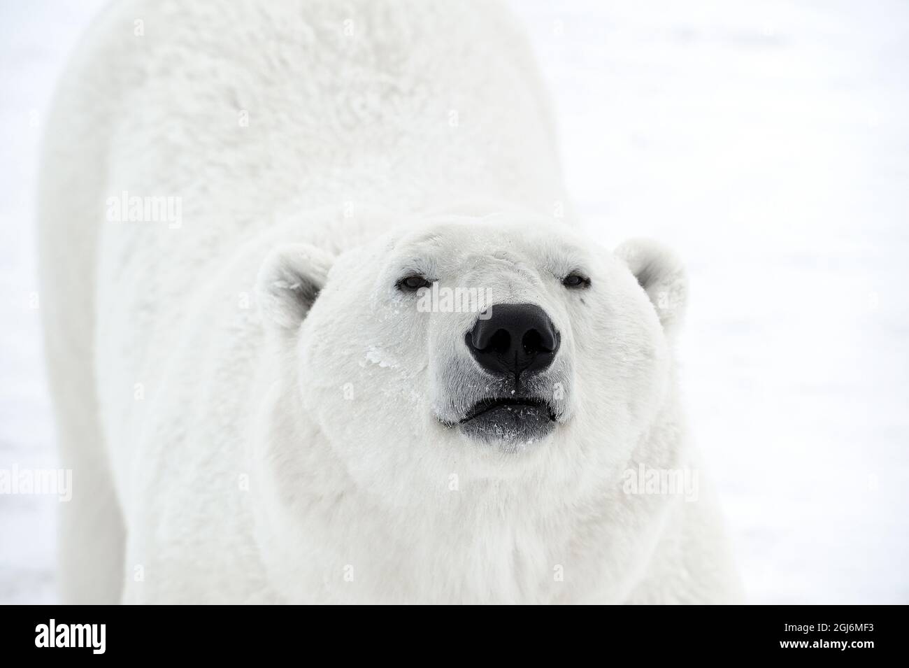 Polar Bear Head Profile